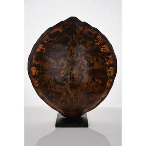 Preserved turtle and tortoise shells - price guide and values