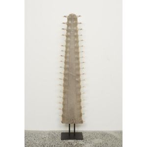 Taxidermied swordfish / sawfish rostrum (bills) - price guide and values