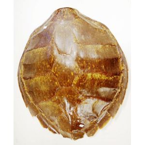 Preserved turtle and tortoise shells - price guide and values