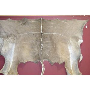 African Kudu Half-Skin Rug - Natural History - Industry Science ...