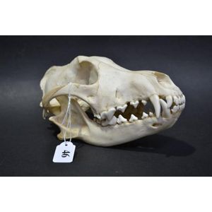 Antique Dingo Skull - Natural History - Industry Science & Technology
