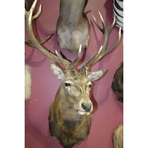 12-Point Red Deer Taxidermy Trophy - Natural History - Industry Science ...