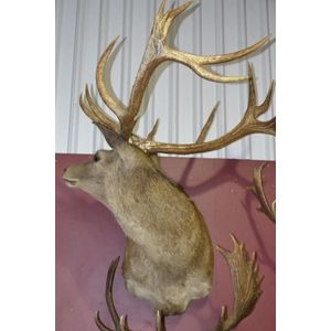 18-Point Red Deer Shoulder Mount Trophy - Natural History - Industry ...