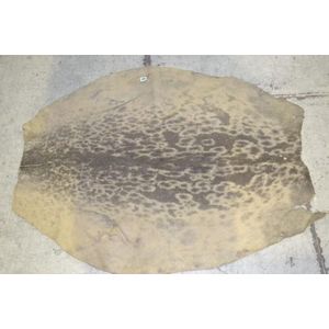 Vintage Seal Skin Rug from the 1950s - Natural History - Industry ...