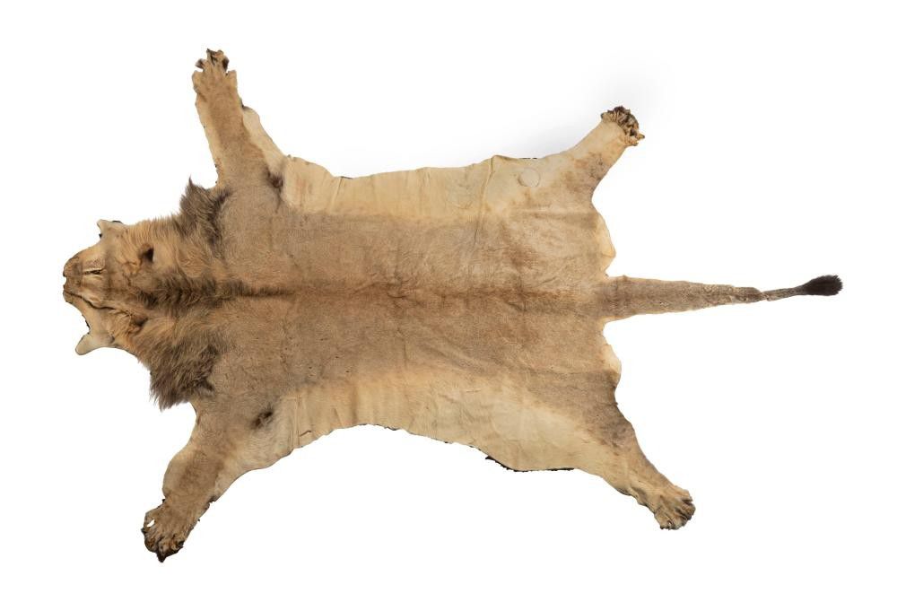 African Lion Skin Rug, Mid 20th Century - 327x200cm - Natural History ...