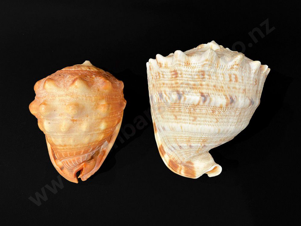 Two Conch Shells: 13cm and 12cm in Length - Natural History - Industry ...