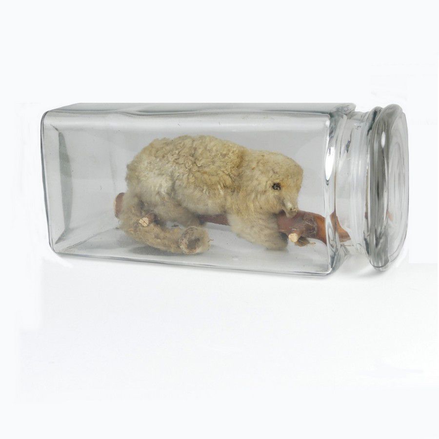 Preserved Sloth in Jar on Branch - Natural History - Industry Science ...