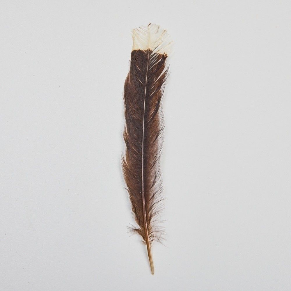 Huia Feather: Symbol of Maori Culture and Extinction - Natural History ...