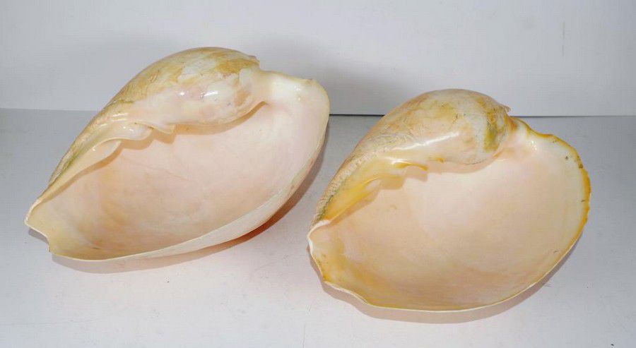 Pair of 30cm Melo Amphora Bailer Shells - Natural History - Industry ...