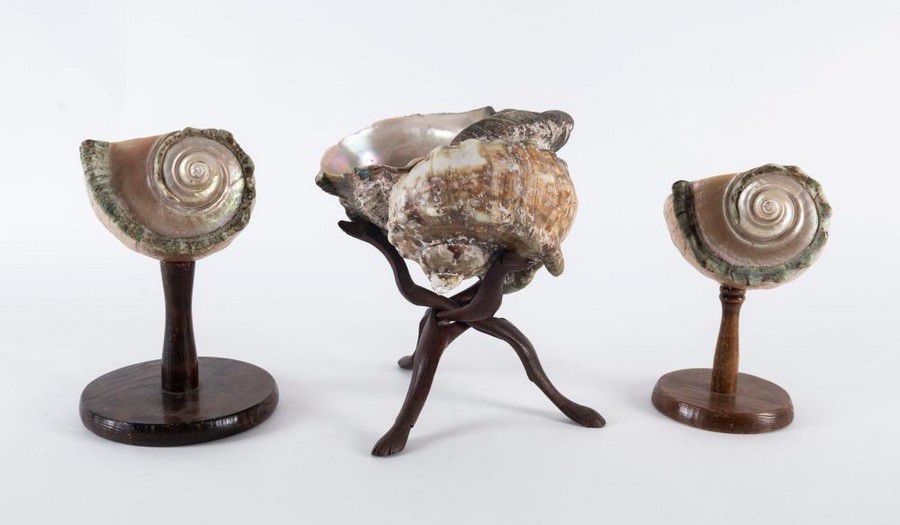 Three Stand Shells - 24cm Largest - Natural History - Industry Science ...