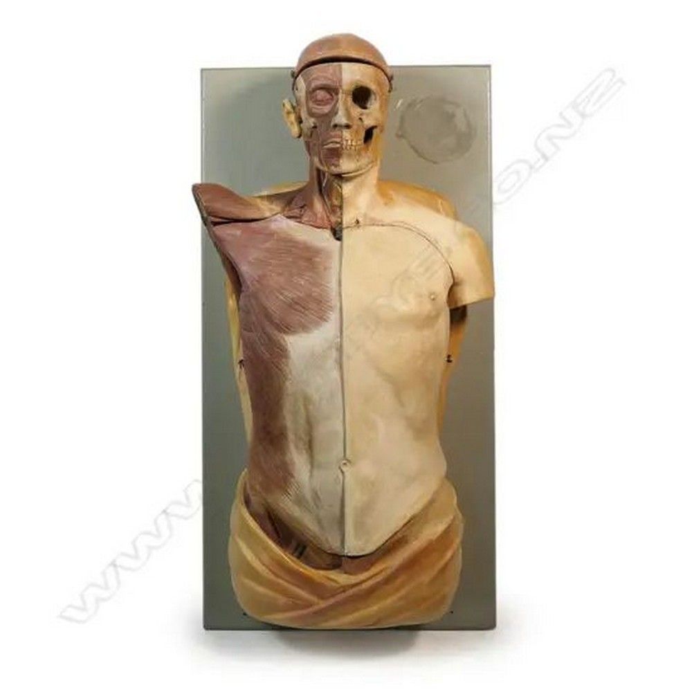 1900s Anatomical Medical Human Torso Model with Removeable Organs ...