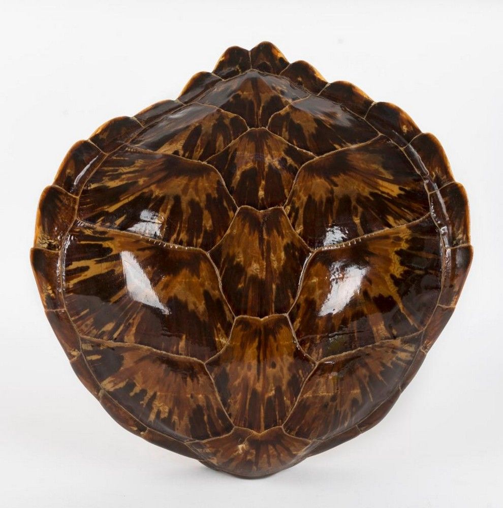 Vintage Sea Turtle Shell: 43 cm Long, Exquisite Natural Beauty ...