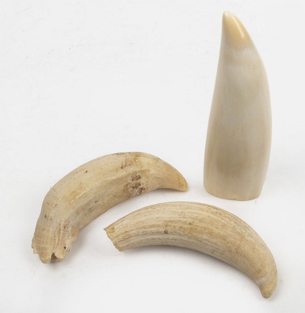 Sperm Whale Tooth Trio: Polished, Cut, and Unadorned Examples - Natural ...