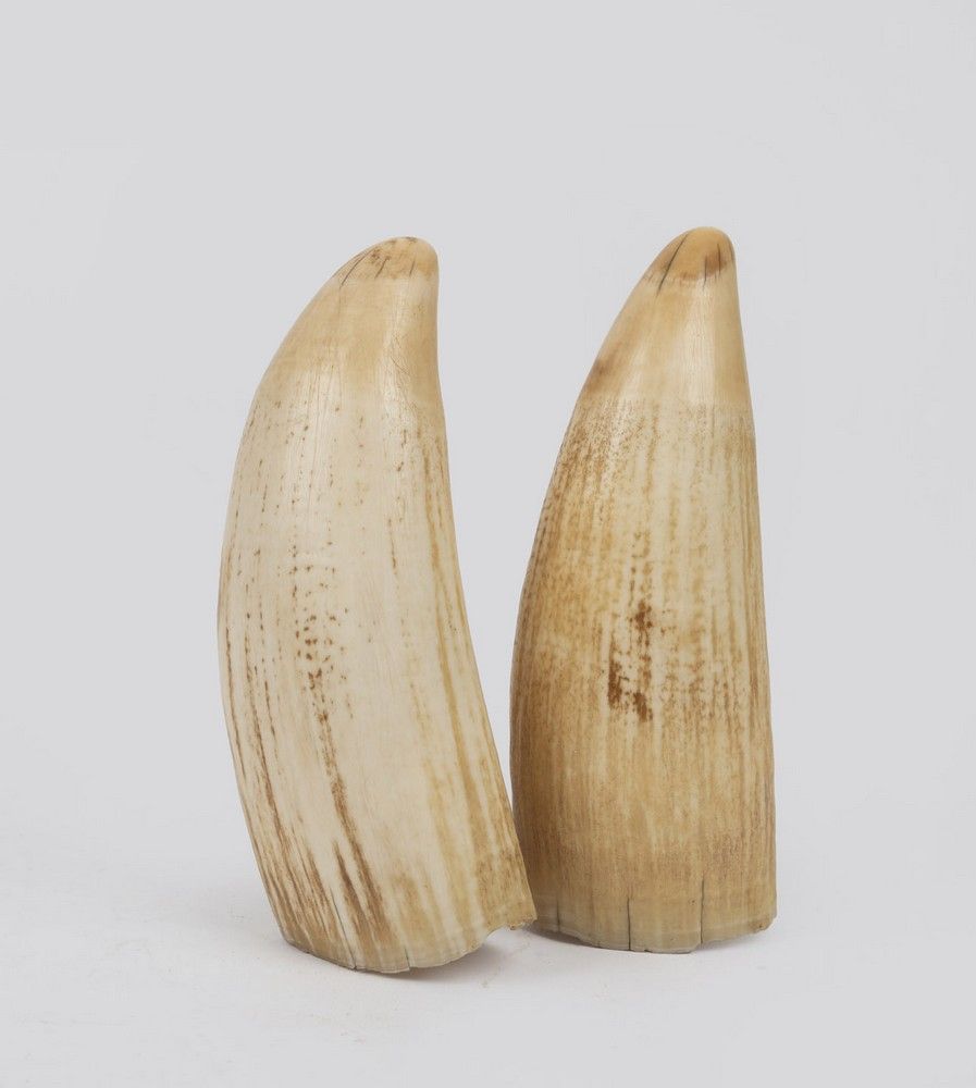 Antique 19th/20th Century Sperm Whale Teeth Pair, 13.5 cm - Natural ...