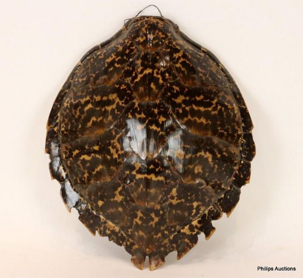 20th Century Lacquered Sea Turtle Shell with 13-Plate Design - Natural ...