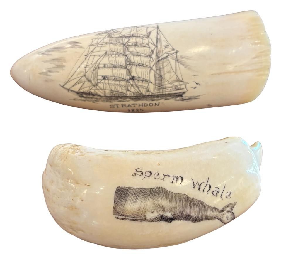 Whale Tooth Collection: Strathdon 1885 and Sperm Whale Teeth - Natural ...