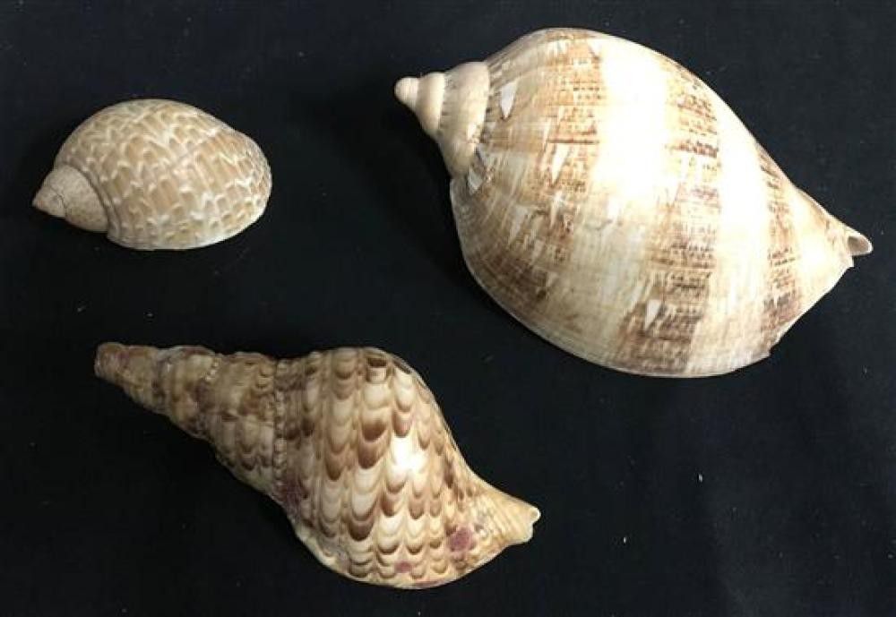 Assorted Volute Shells: 10-21cm Length, One Damaged - Natural History ...