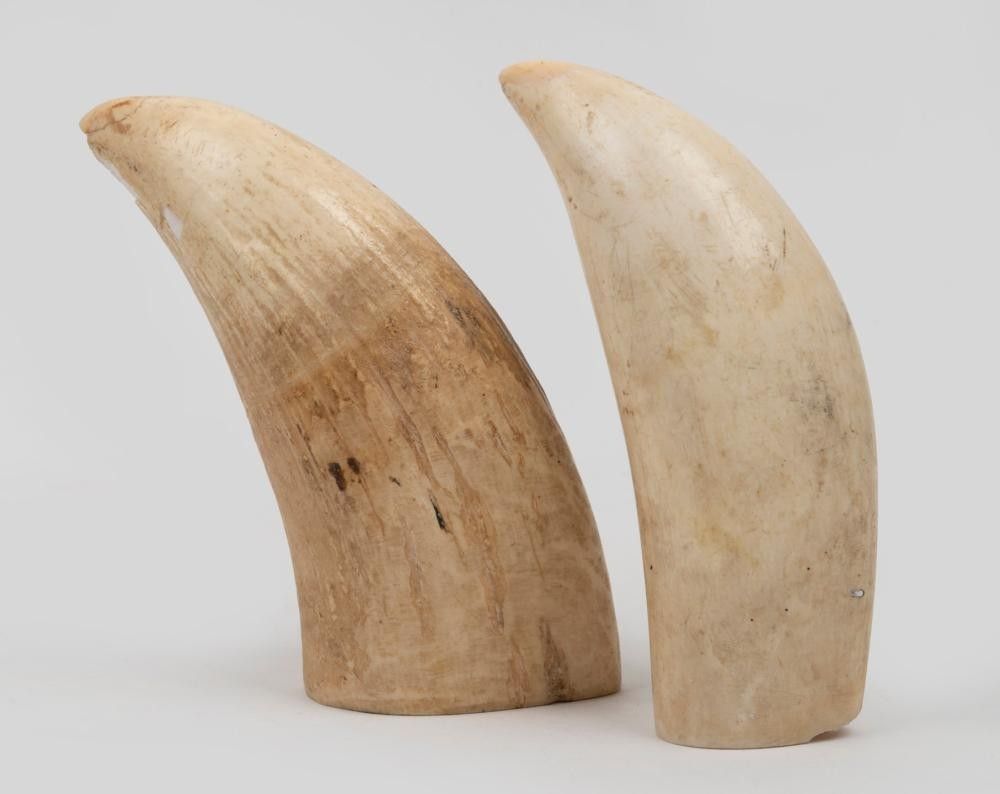Albany Whaling Station: Antique Sperm Whale Teeth Collection - Natural ...