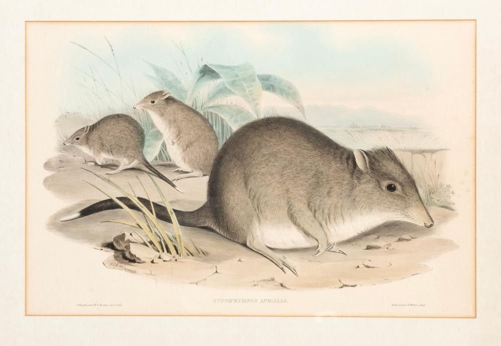 Hypsiprymnus Apicalis: Tasmanian Rat-Kangaroo - Prints - Engravings ...