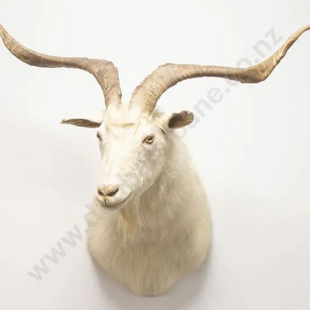 Billy Goat Head Mount - Majestic Wall Decor for Home - Natural History ...